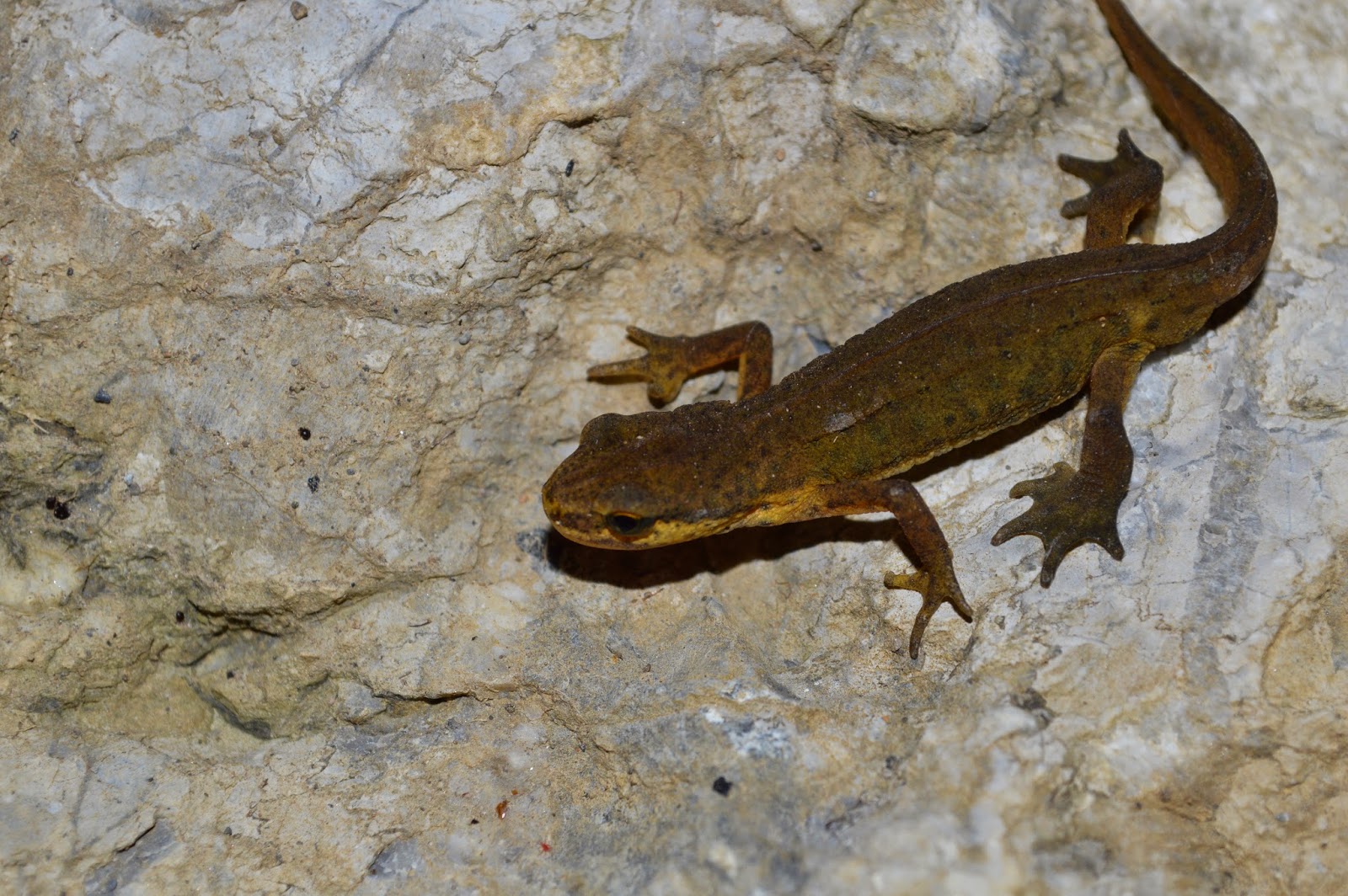Tritón palmeado. Lissotriton helveticus. – Herpetos Aragón – Los ...